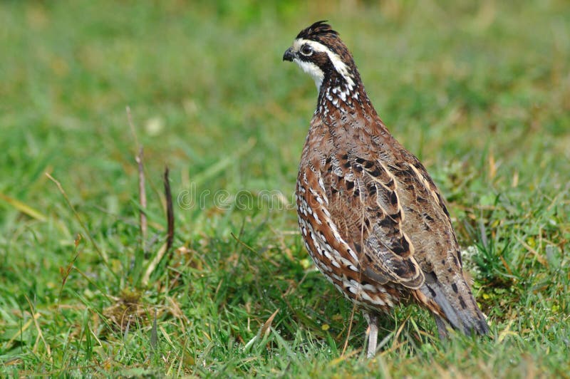 Fêmeas das codornizes foto de stock. Imagem de nave, grassland - 15164504