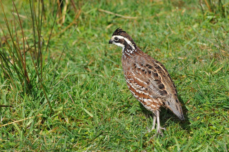 Codornizes imagem de stock. Imagem de jogo, produzir - 37253287