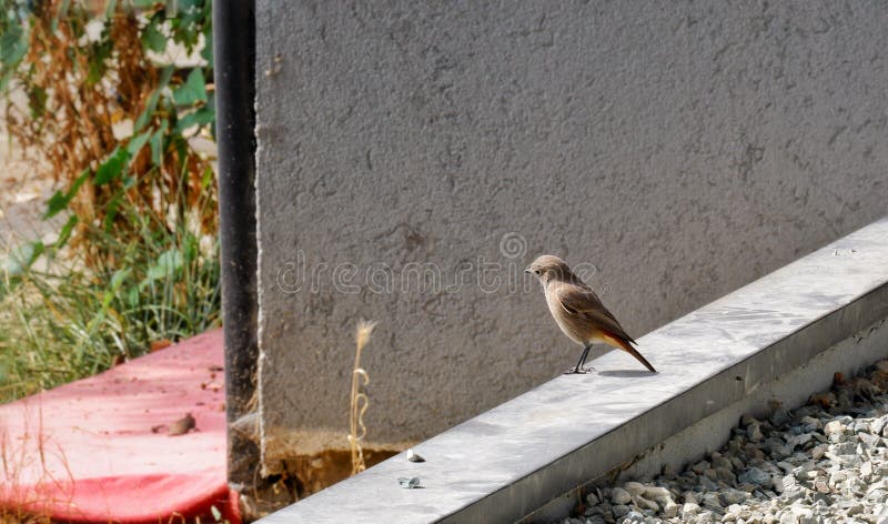CodroÈ™ Female Resting on a Railing Stock Image - Image of wildlife ...