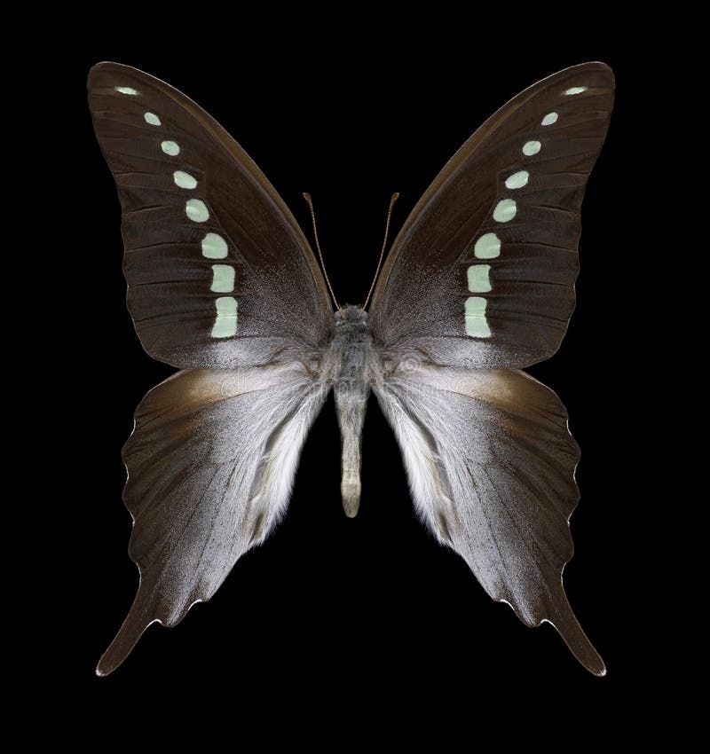 Codrus De Graphium Da Borboleta Foto de Stock - Imagem de fada ...