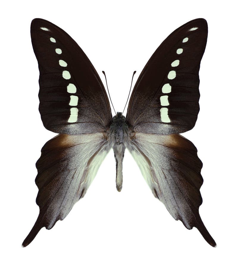 Codrus De Graphium De La Mariposa Foto de archivo - Imagen de cubo ...