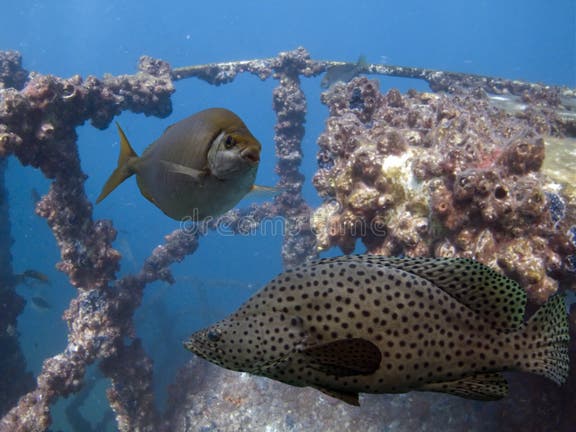 Codwreck stock photo. Image of cromileptes, marine, barramundi - 10624312