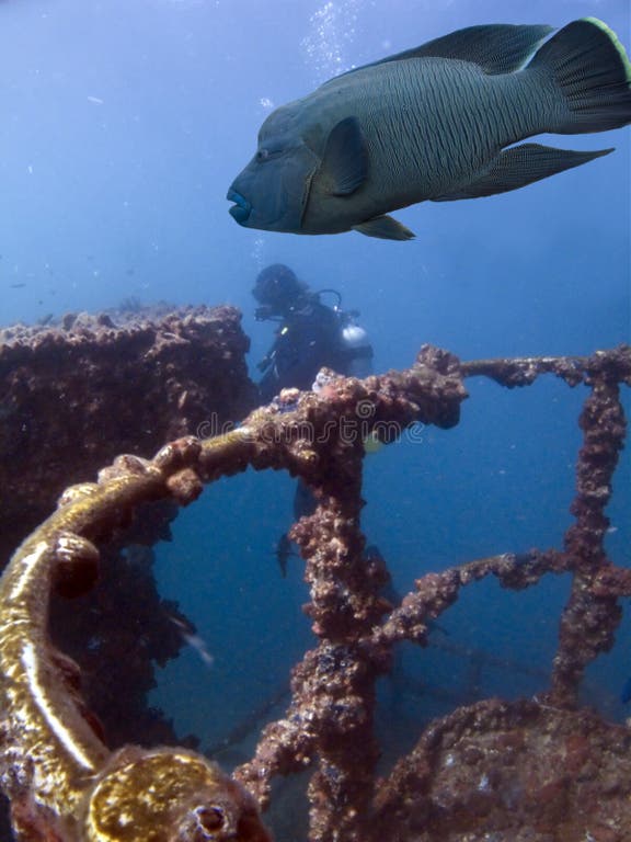 Codwreck stock photo. Image of sunken, ocean, queensland - 11493538