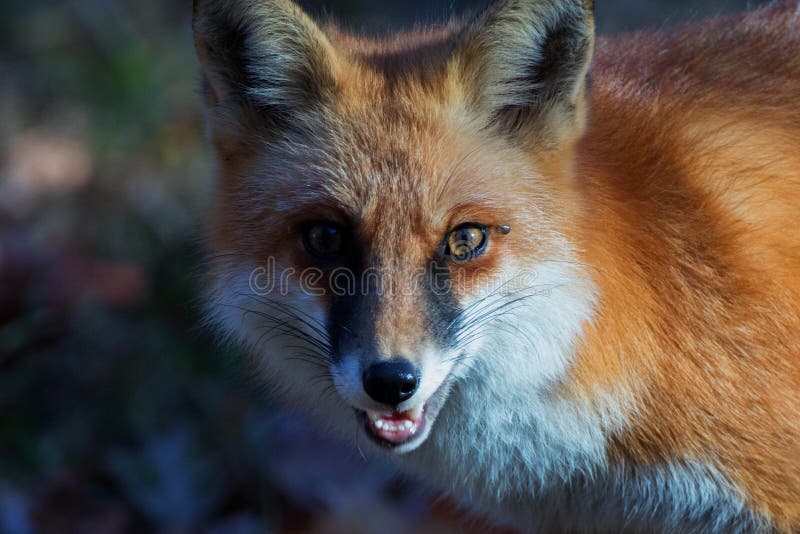 Cody Amber Eye stock photo. Image of predator, animal - 82498248