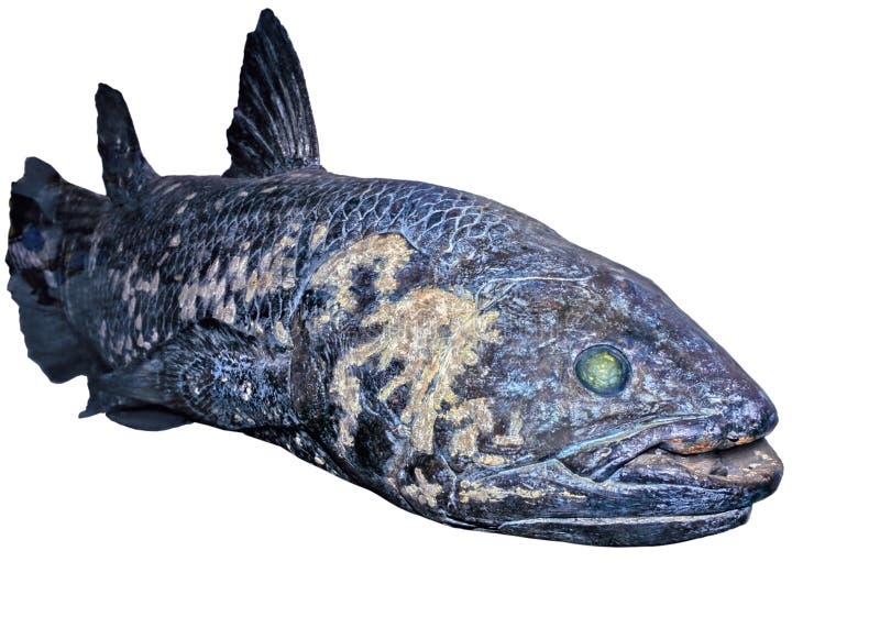 Coelacanth fish stock image. Image of rare, coelacanth - 16622341