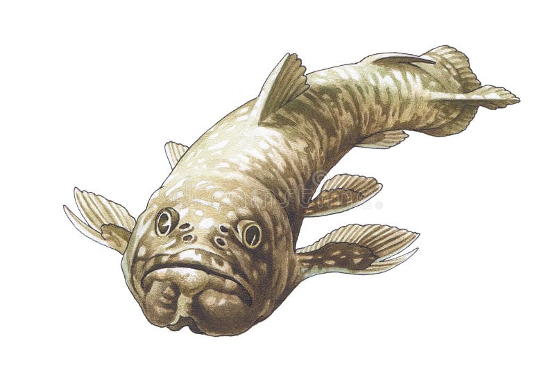 Coelacanth Fish Illustration, Drawing, Engraving, Ink, Line Art, Vector ...