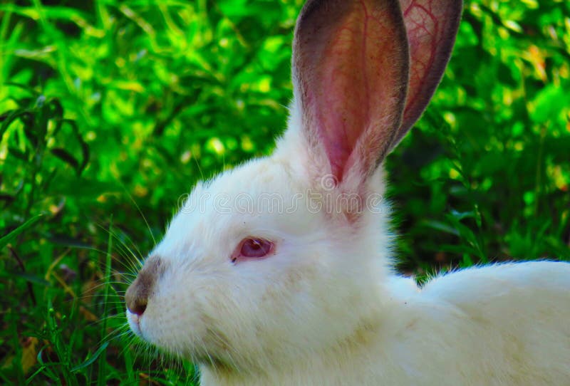 Coelho do albino foto de stock. Imagem de perfil, macio - 4941708