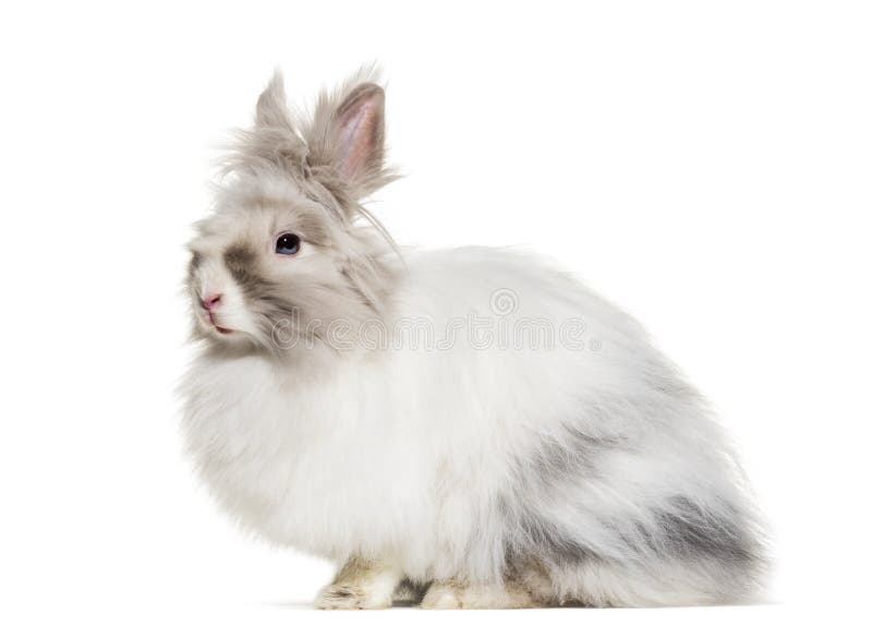 Coelho Do Angora, Sentando-se Contra O Fundo Branco Foto de Stock ...