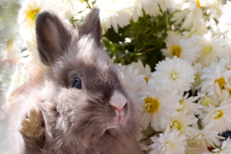Coelho do albino foto de stock. Imagem de animal, doce - 4941708