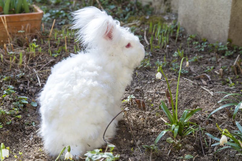 Coelho Macio Do Angora Que Come Ervas Na Grama Foto de Stock - Imagem ...
