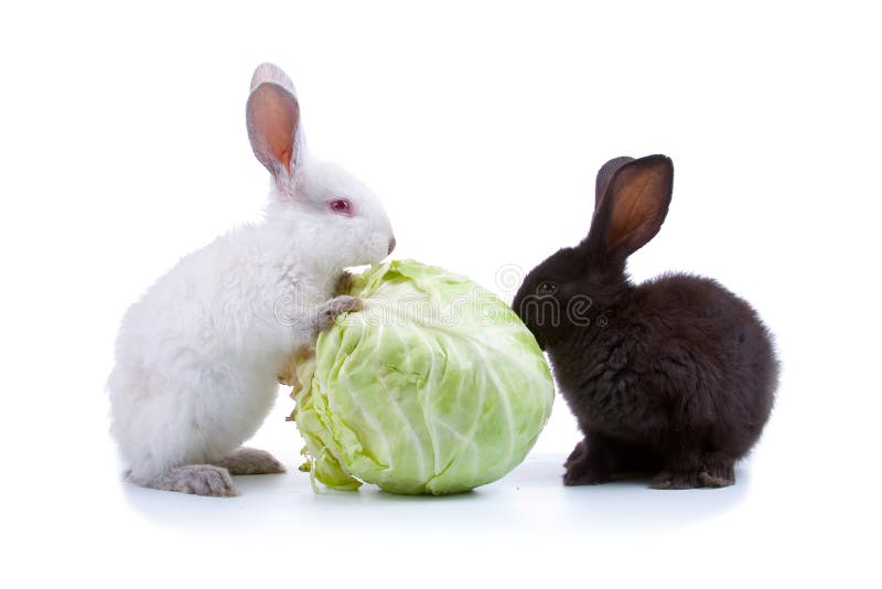 Coelhos imagem de stock. Imagem de albino, preto, coelho - 23182717