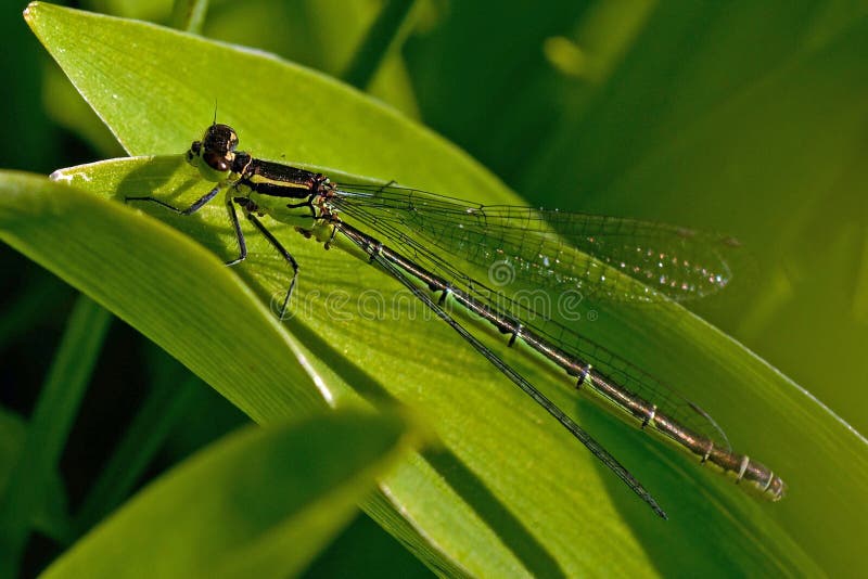 Coenagrion Pulchellum, Variable Damselfly Stock Image - Image of ...