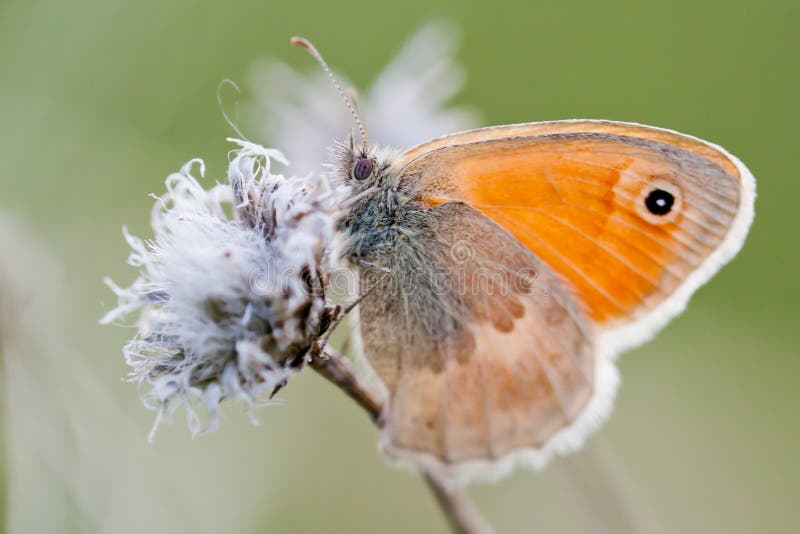 Coenonympha pamphilus stock image. Image of beautiful - 27663011