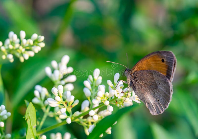 Coenonympha Pamphilus Butterfly on a Flower Stock Image - Image of ...