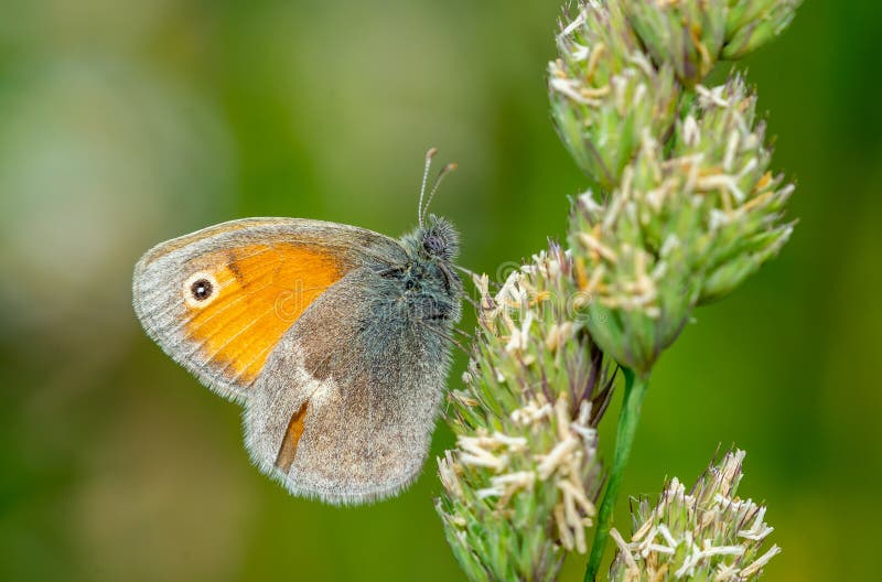 Coenonympha Pamphilus Butterfly on the Grass Stock Image - Image of ...
