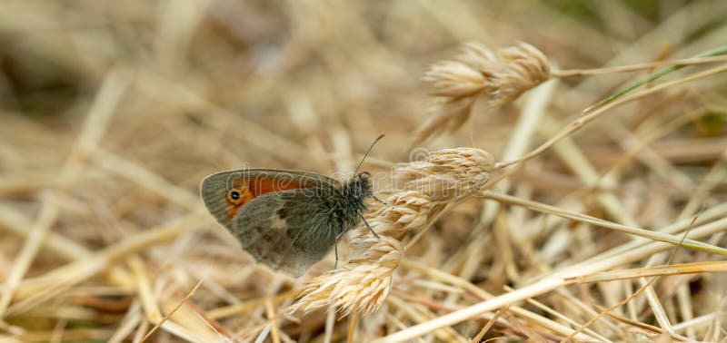 Coenonympha Pamphilus Butterfly on a Grass Stock Photo - Image of ...