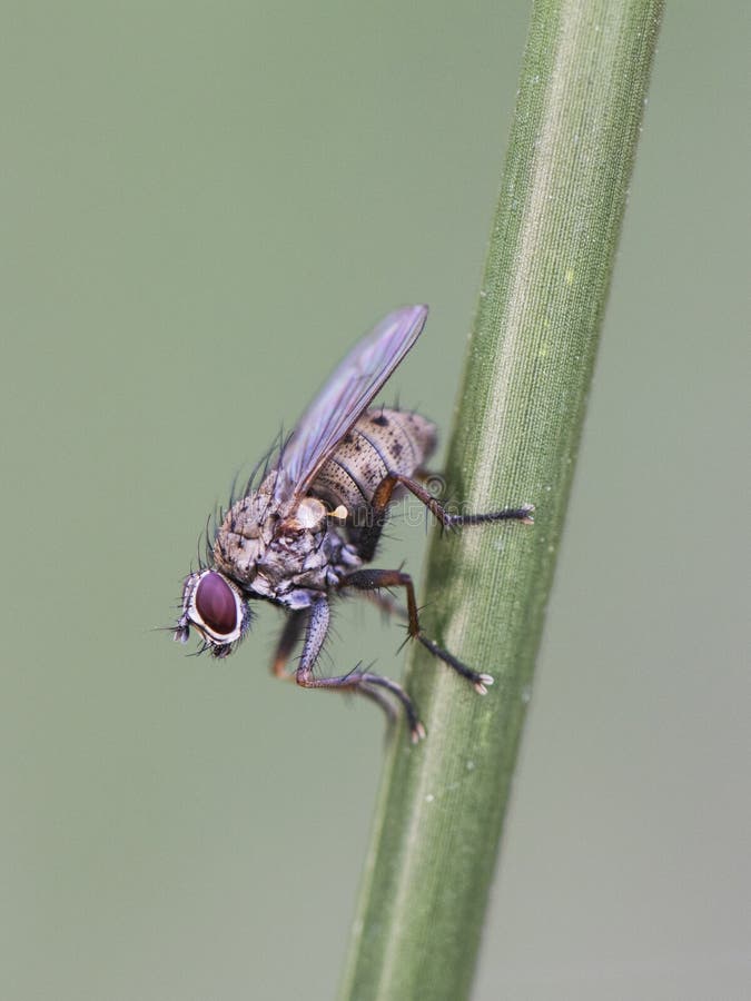 Coenosia Tigrina Small Gray Fly with Dark Spots Perched on a Reed Stock ...