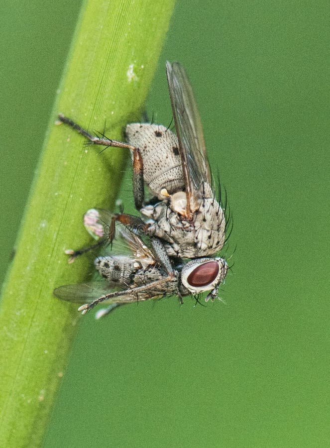 Coenosia Tigrina Stock Photos - Free & Royalty-Free Stock Photos from ...