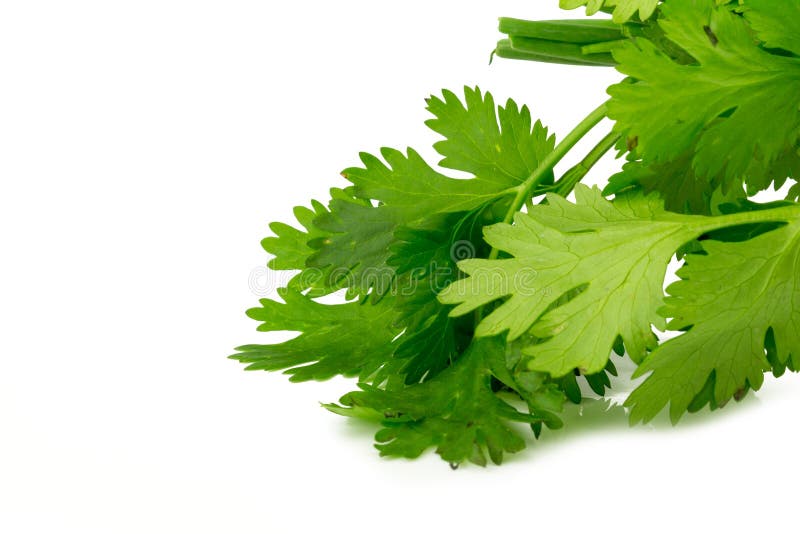 Coentro Da Folha No Fundo Branco Imagem de Stock - Imagem de jardim ...