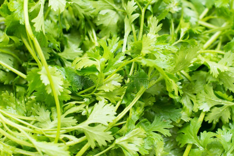 Coentro fresco sativum foto de stock. Imagem de tempero - 107494690