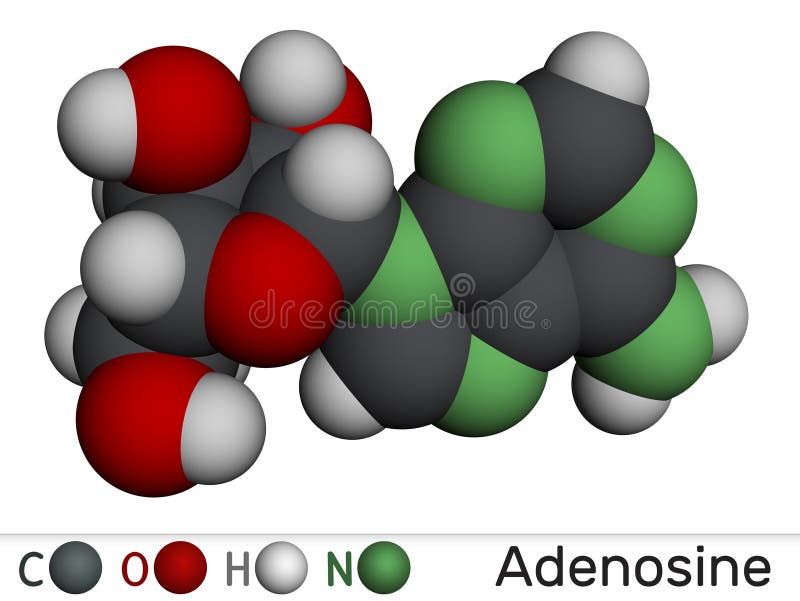 Coenzyme a, CoA, SHCoA, CoASH Molecule. Molecular Model. 3D Rendering ...