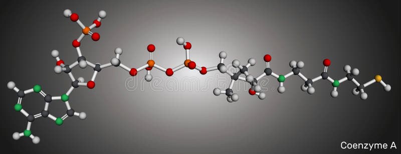 Coenzyme a, CoA, SHCoA, CoASH Molecule. Molecular Model. 3D Rendering ...