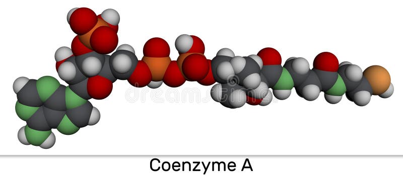 Coenzyme a, CoA, SHCoA, CoASH Molecule. Molecular Model. 3D Rendering ...