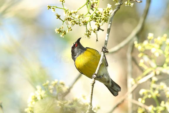Coereba Flaveola, Bananaquit Stock Photo - Image of yellow, flaveola ...