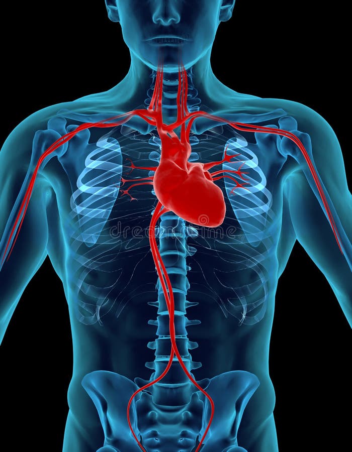 Coeur humain illustration stock. Illustration du tension - 14244411