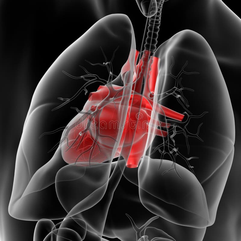 Circulation De Coeur Humaine Dans Un Squelette Illustration Stock ...