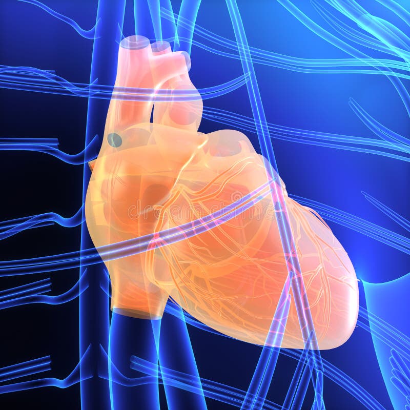 Coeur humain illustration stock. Illustration du humain - 56405670