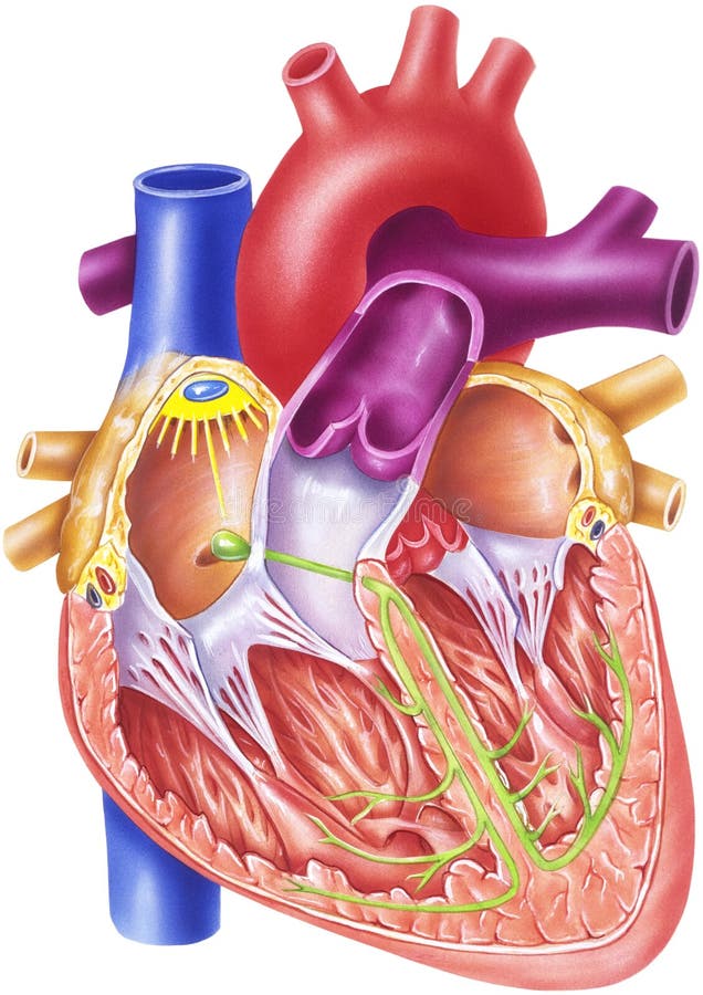 Anatomie De Valvules Cardiaques Illustration de Vecteur - Illustration ...