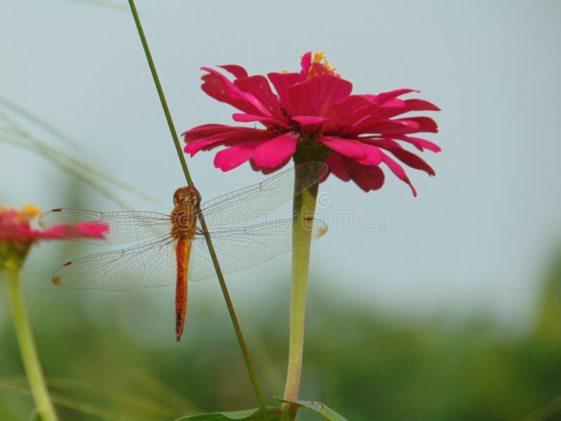 Coexistence with nature stock image. Image of coexistence - 266137241