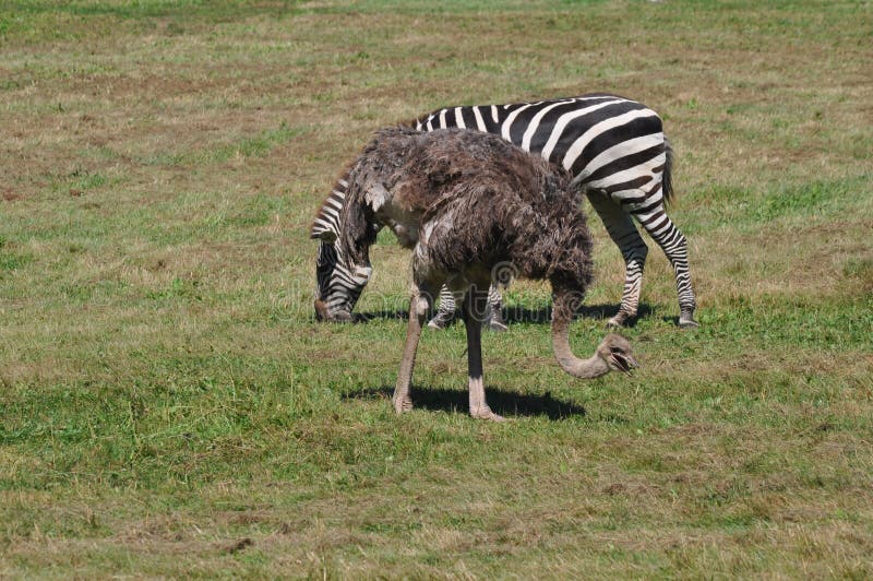 Coexistencia foto de archivo. Imagen de amigos, cuatro - 23080064