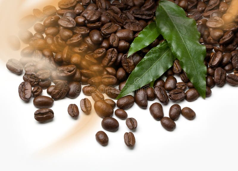 Cofee beans stock photo. Image of plant, african, concept - 23515754
