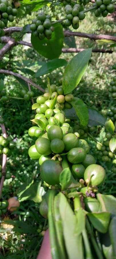 Coffe Bean Robusta Origin Indonesia Stock Photo - Image of bean, origin ...