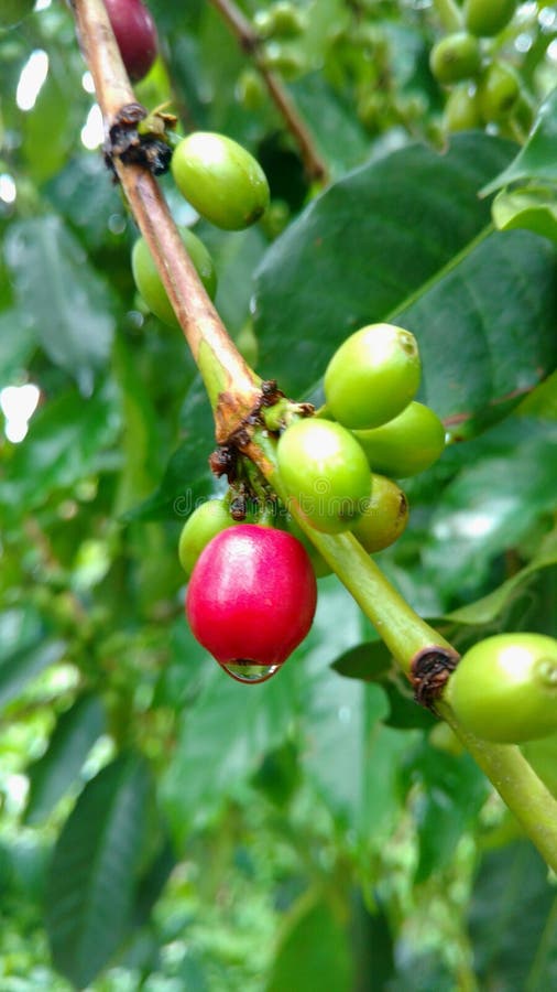 Coffe tree with beans stock photo. Image of tree, nature - 152972516