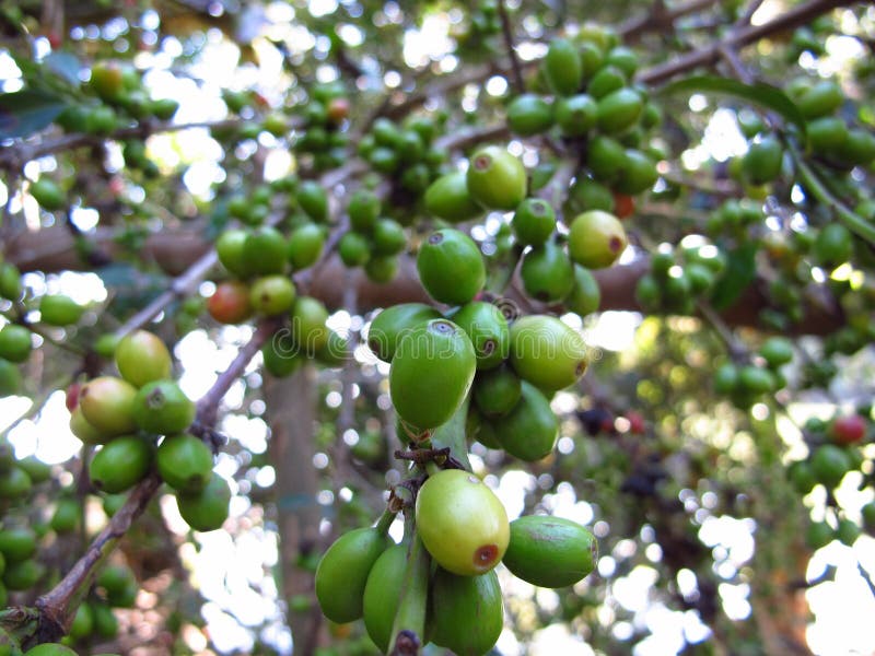 The Coffe Tree in Ethiopia Country Stock Image - Image of blue, arab ...