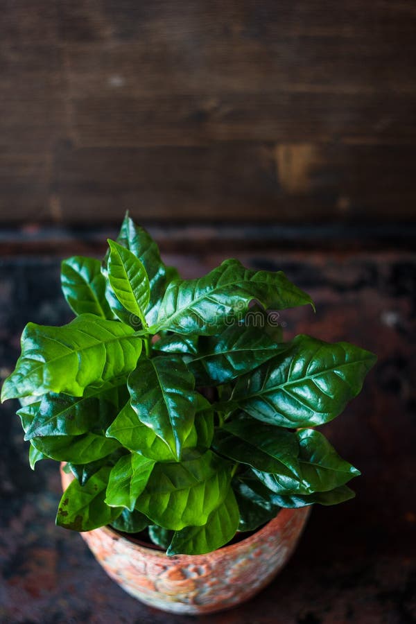 Coffea Arabica - Coffee Plant in a Flower Pot Stock Photo - Image of ...