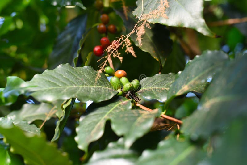 Coffea Arabica Tree Fruit Known As the Arabian Coffee Stock Photo ...