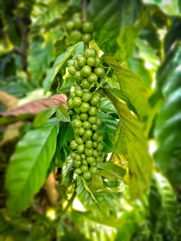 Coffea is a Genus of a Number of Tree-shaped Plants, Some of Which are ...