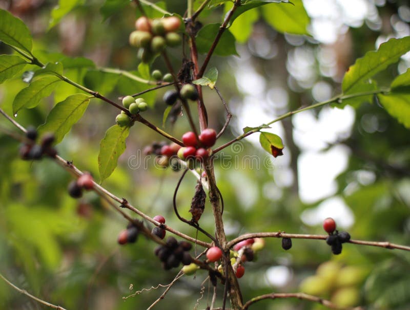 Coffea seed in the tree stock image. Image of evergreen - 370499813