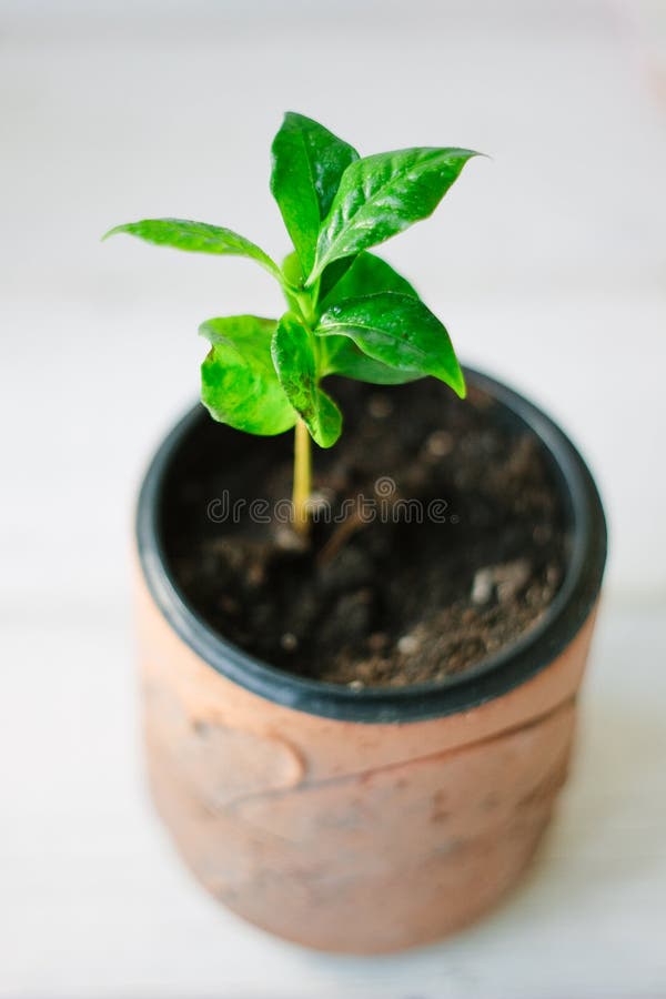 Coffee Arabica Sprout in a Ceramic Flowerpot. Stock Photo - Image of ...