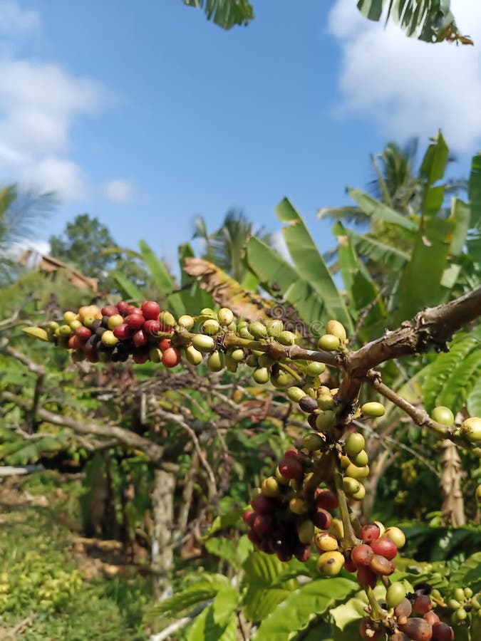 Coffee in the Backyard Garden Stock Image - Image of shrub, garden ...