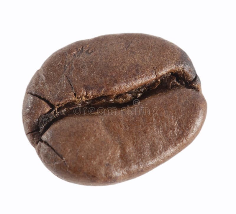 Single coffee bean stock photo. Image of agriculture, taste - 5262956