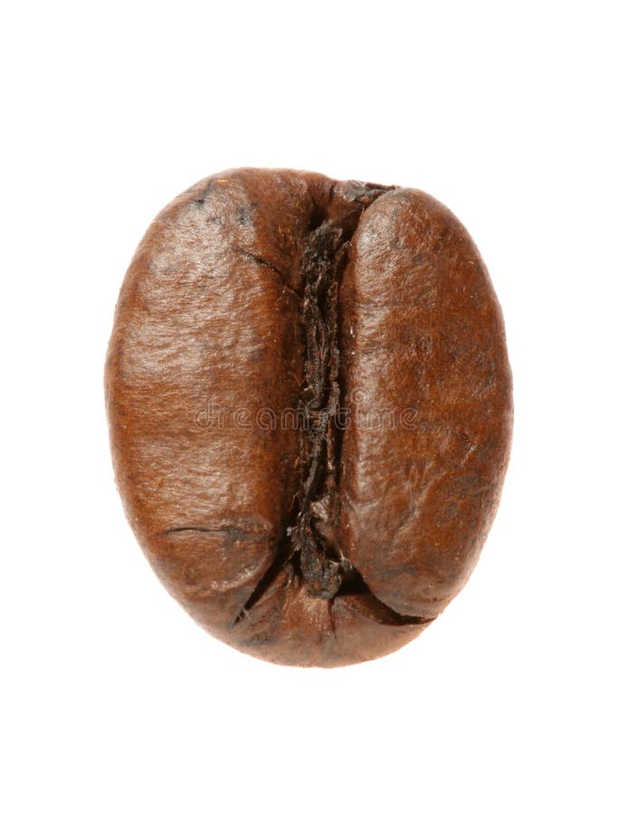 Single coffee bean stock photo. Image of pure, aroma, agriculture - 5262944