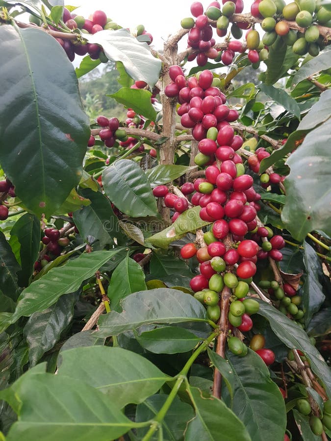 Coffee Bean Cherry Arabica Farm Cilawu Indonesia Stock Image - Image of ...