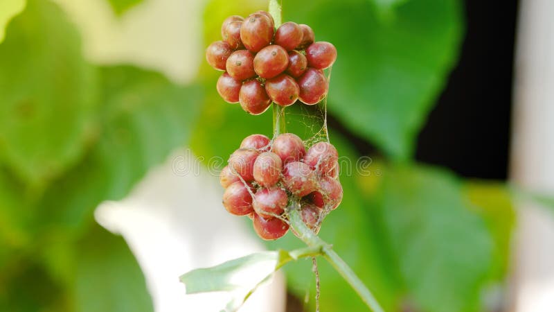 Coffee bean stock photo. Image of flow, mangrove, ground - 140900624