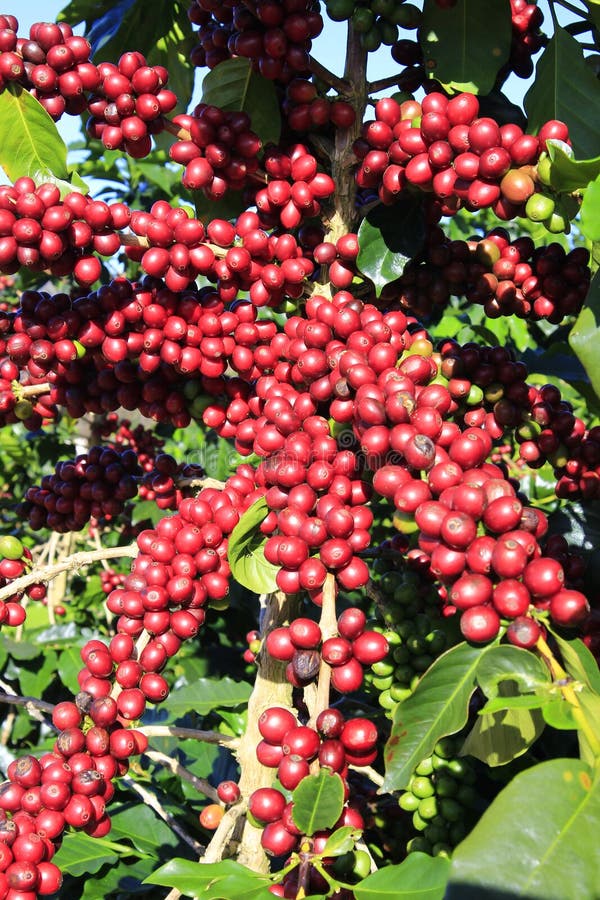 Coffee bean on coffee tree stock image. Image of asian - 105374643
