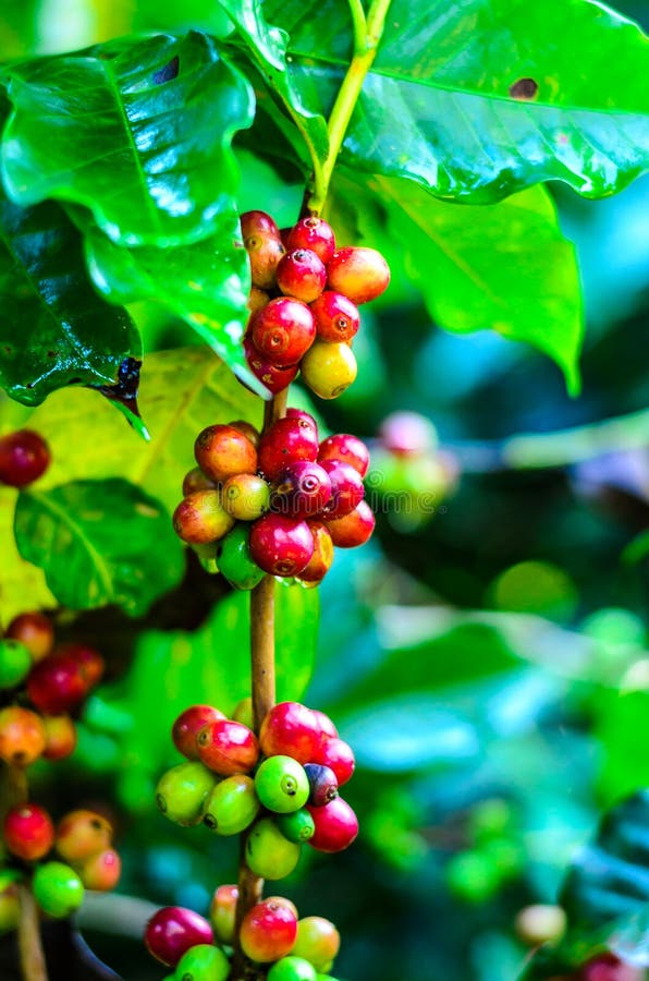 Coffee bean,coffee tree stock photo. Image of drink - 107445356